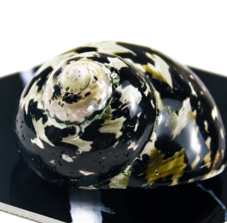 5x6cm Nautical African Black Gold Shell Conch Fossil Specimen - Etsy