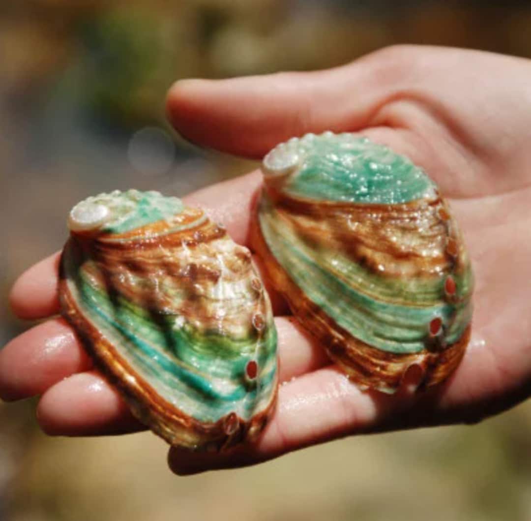 Rare Abalone Shell (7-8cm): Natural Conch for Aquarium Landscaping - Etsy