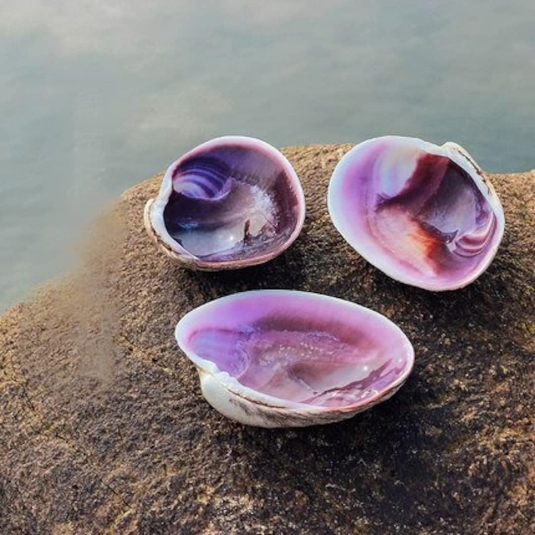 8-10cm Natural Shell Conch Purple Clam Shell Fish Tank Coral // Ocean ...