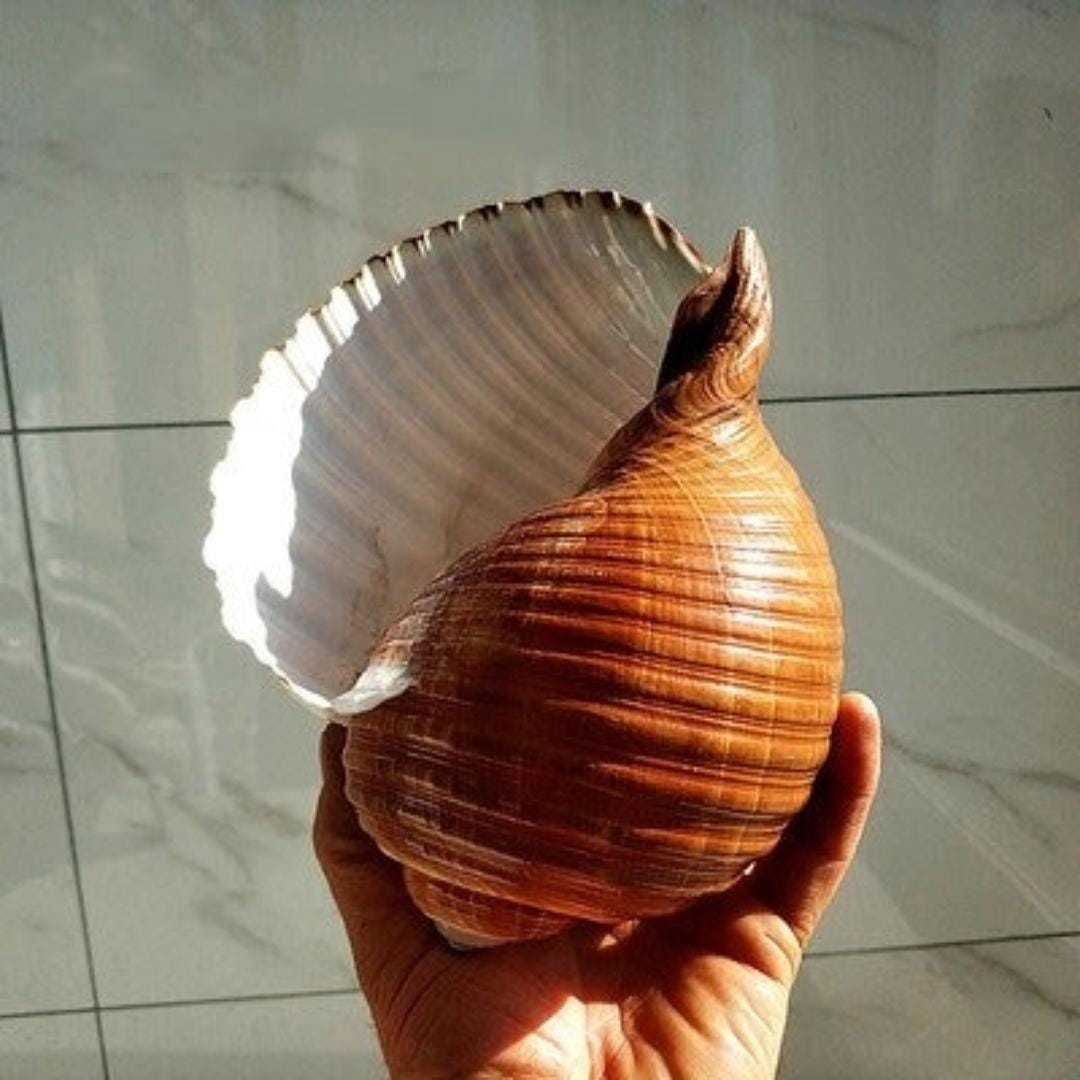 AAA Large Rare Natural Conch Shell Snails, Aquarium Home Decor, Gift ...