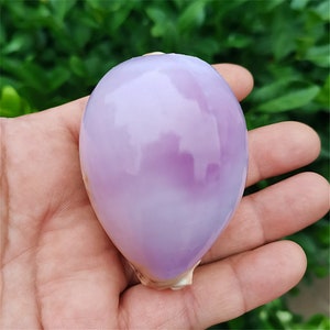 Natural Purple Conch Shell: Beach Home Decor (6-7cm) - Etsy