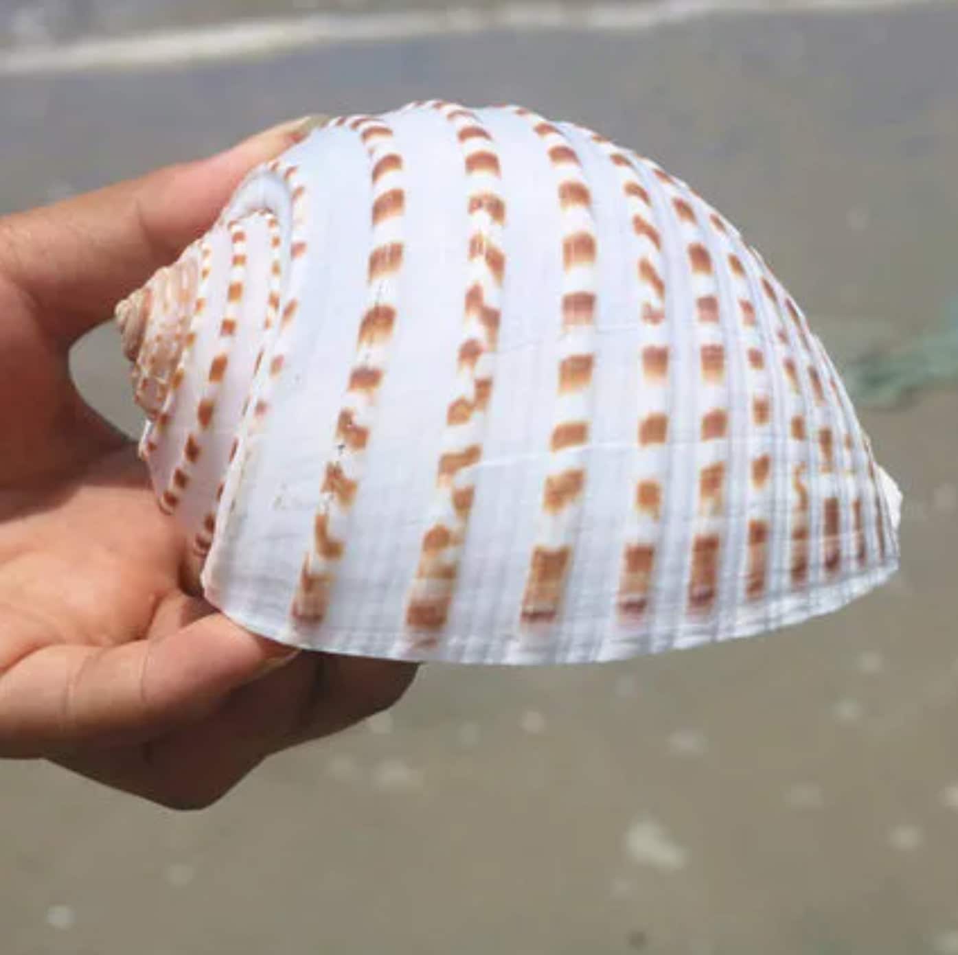 LARGE New Sea Snail Natural Shell Large Conch Fish Tank - Etsy