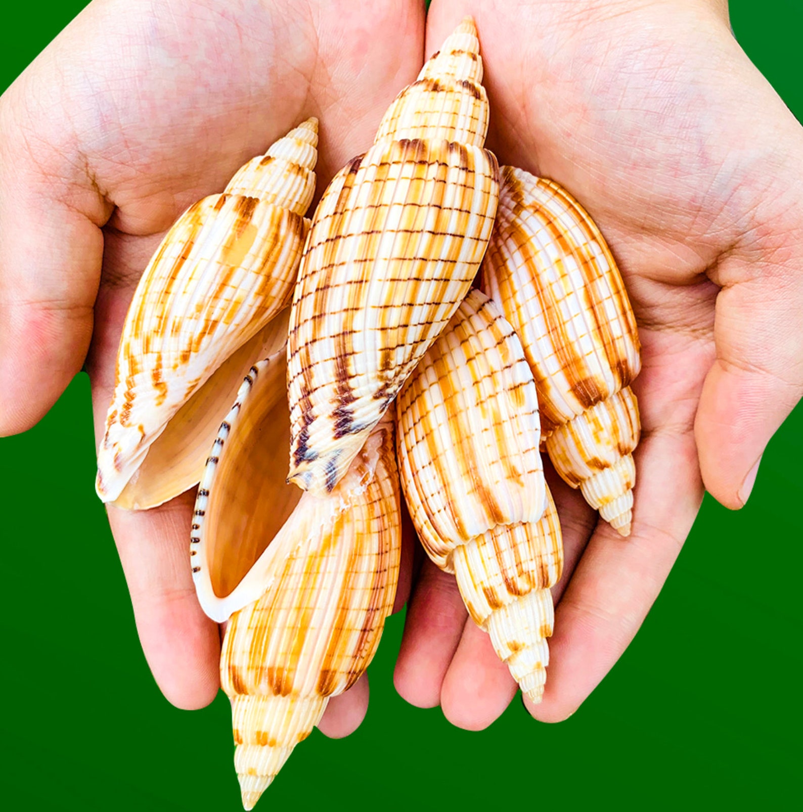 9-10cm LARGE Natural Sea Coral Snails Seashell Corn Conch - Etsy España