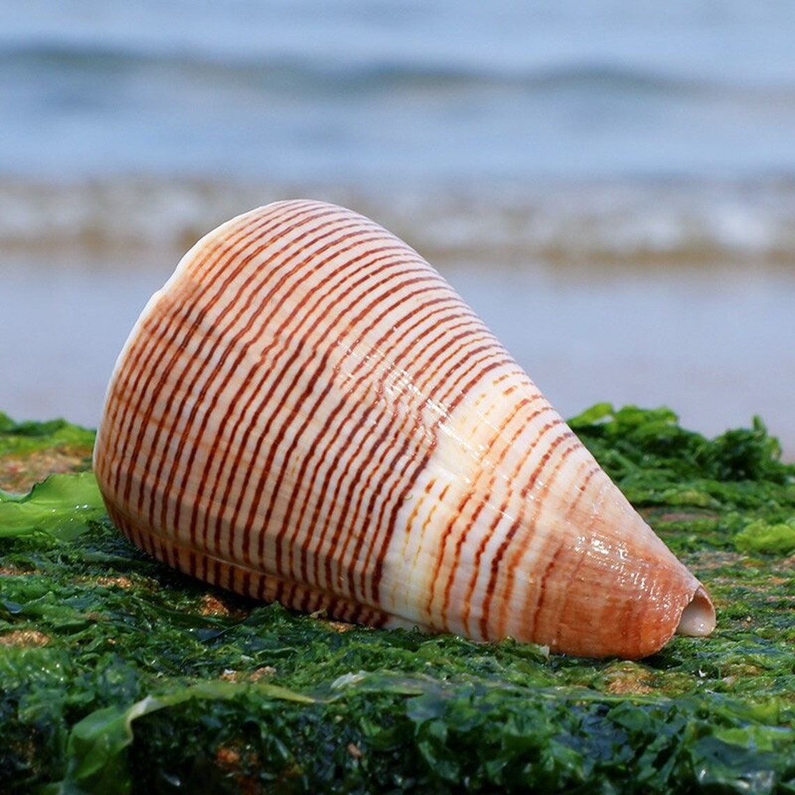 Extremely Rare Natural Conch Shell Fish Tank Aquarium - Etsy
