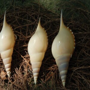 LARGE Rare Natural Conch Shells Long Snails Dafa Screw , 9-10cm Martin ...