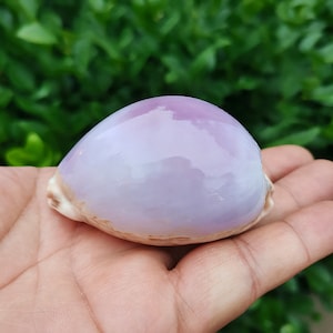 Natural Purple Conch Shell: Beach Home Decor (6-7cm) - Etsy