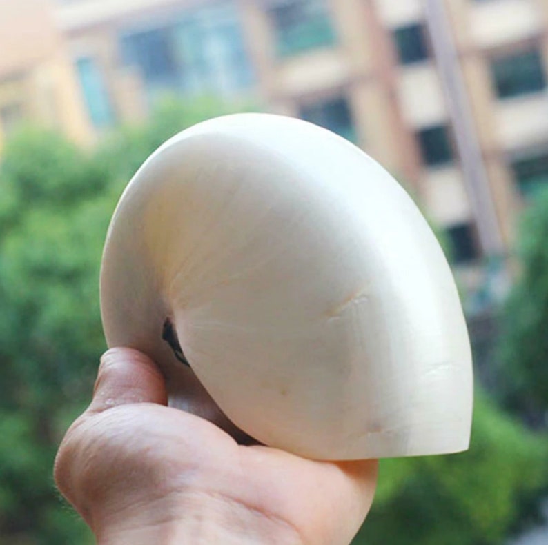 Big Famous Screw Natural Conch Nautilus Shell Starfish Craft - Etsy