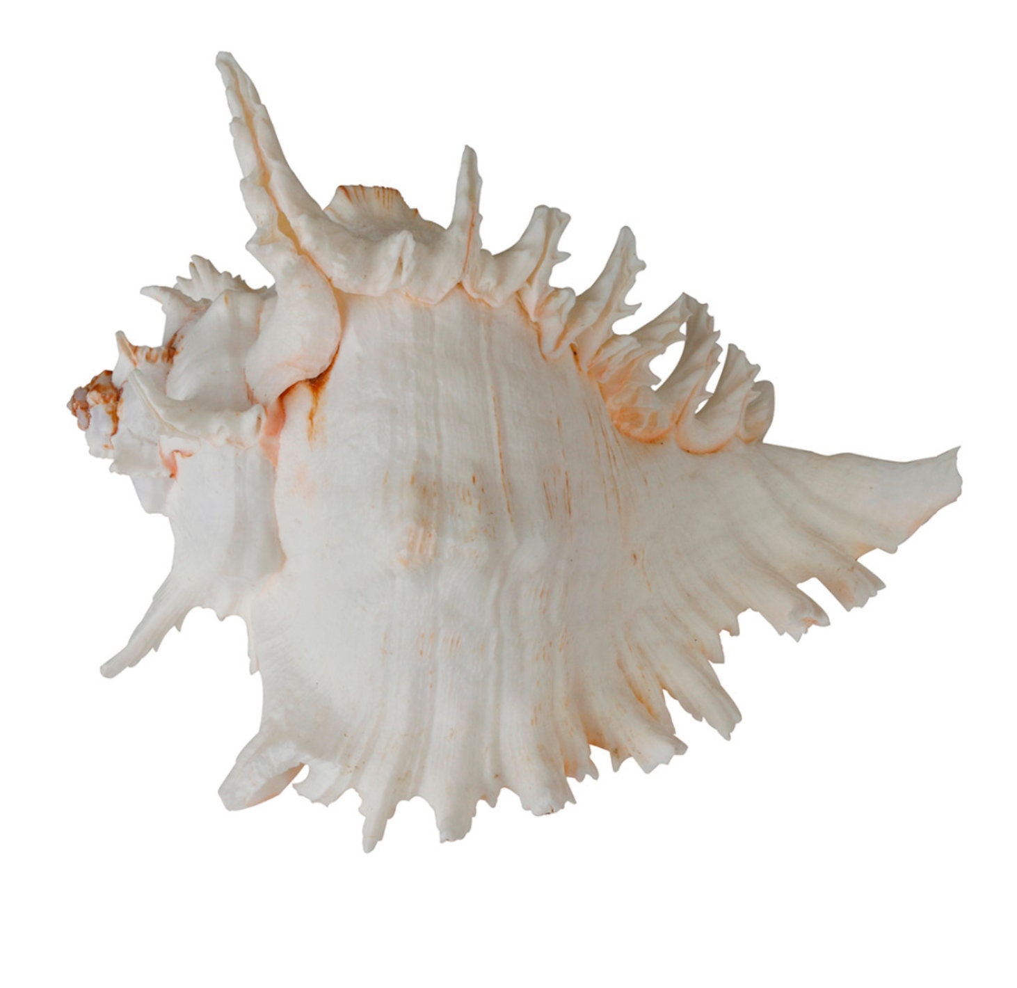 Giant Tridacna Clam Shell: Natural Sea Decor (10-21cm) - Etsy