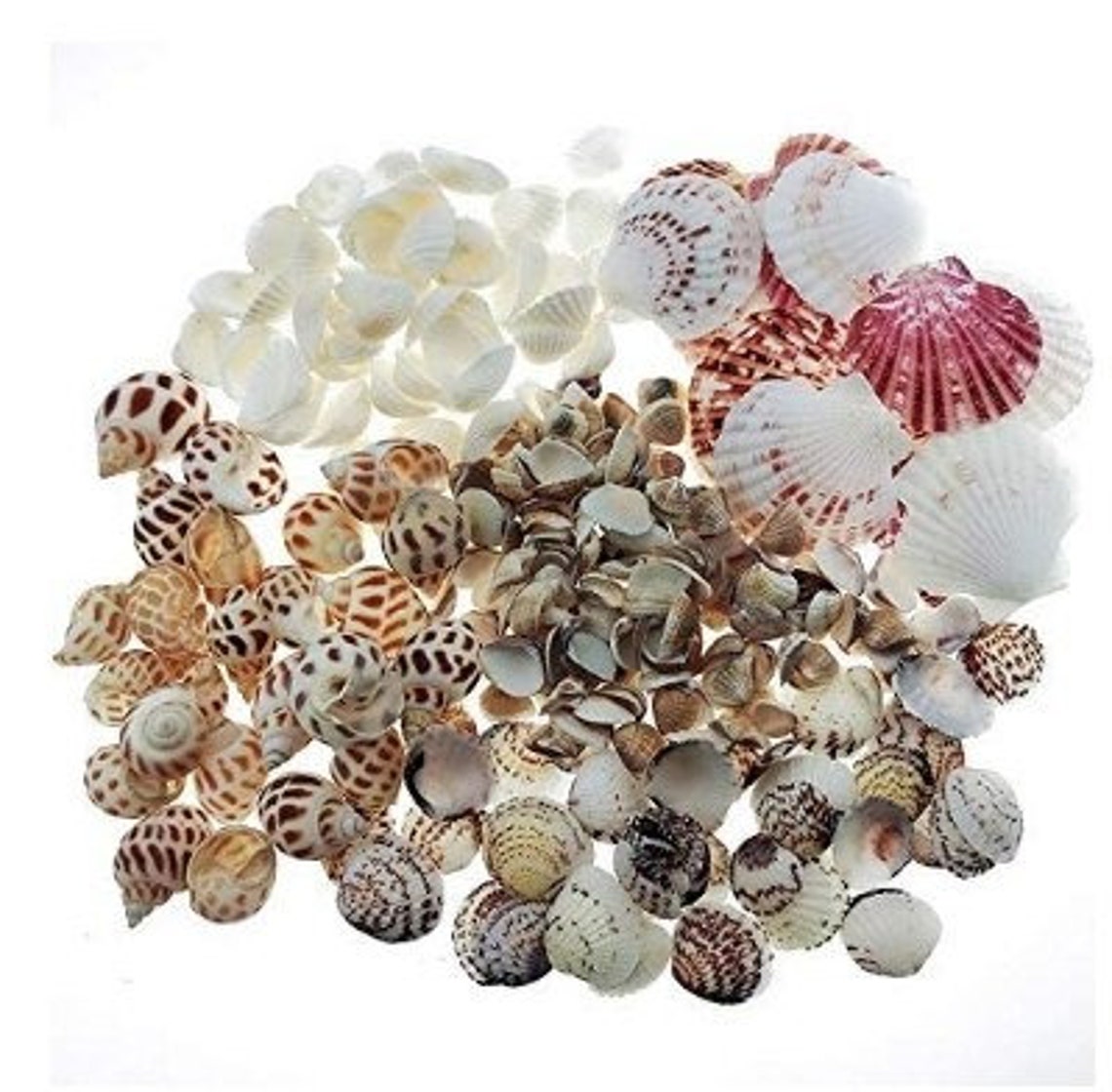 100PCS Natural Conch Shell Aquarium Decoration Sea Beach | Etsy