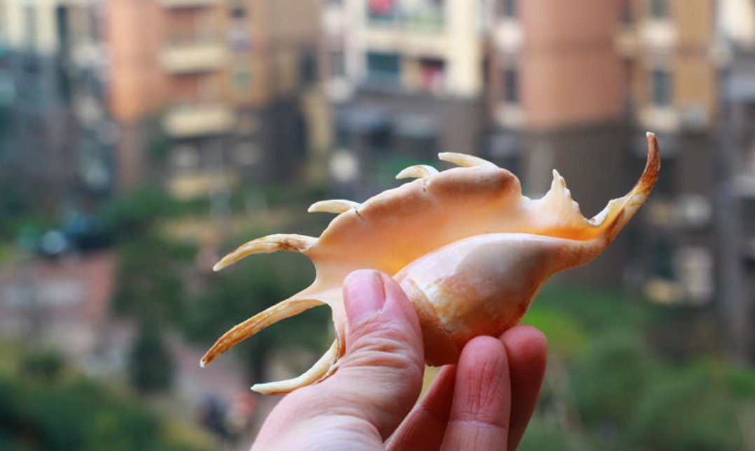 Extremely rare 15-16cm Natural large conch shells floor | Etsy