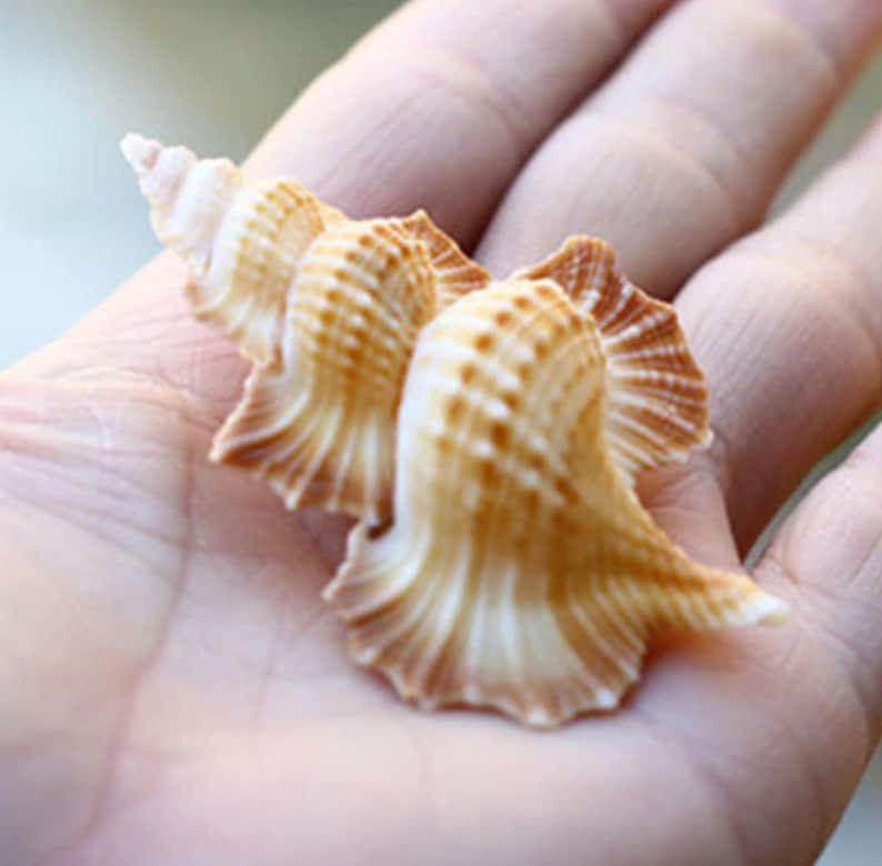 Natural Conch Shell Natural Conch Shell Fish Tank Aquarium - Etsy