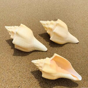 AAA LARGE Natural Conch Shells Decorate,17-20cm Large Natural Conch ...