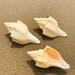 AAA LARGE Natural Conch Shells Decorate17-20cm Large Natural - Etsy