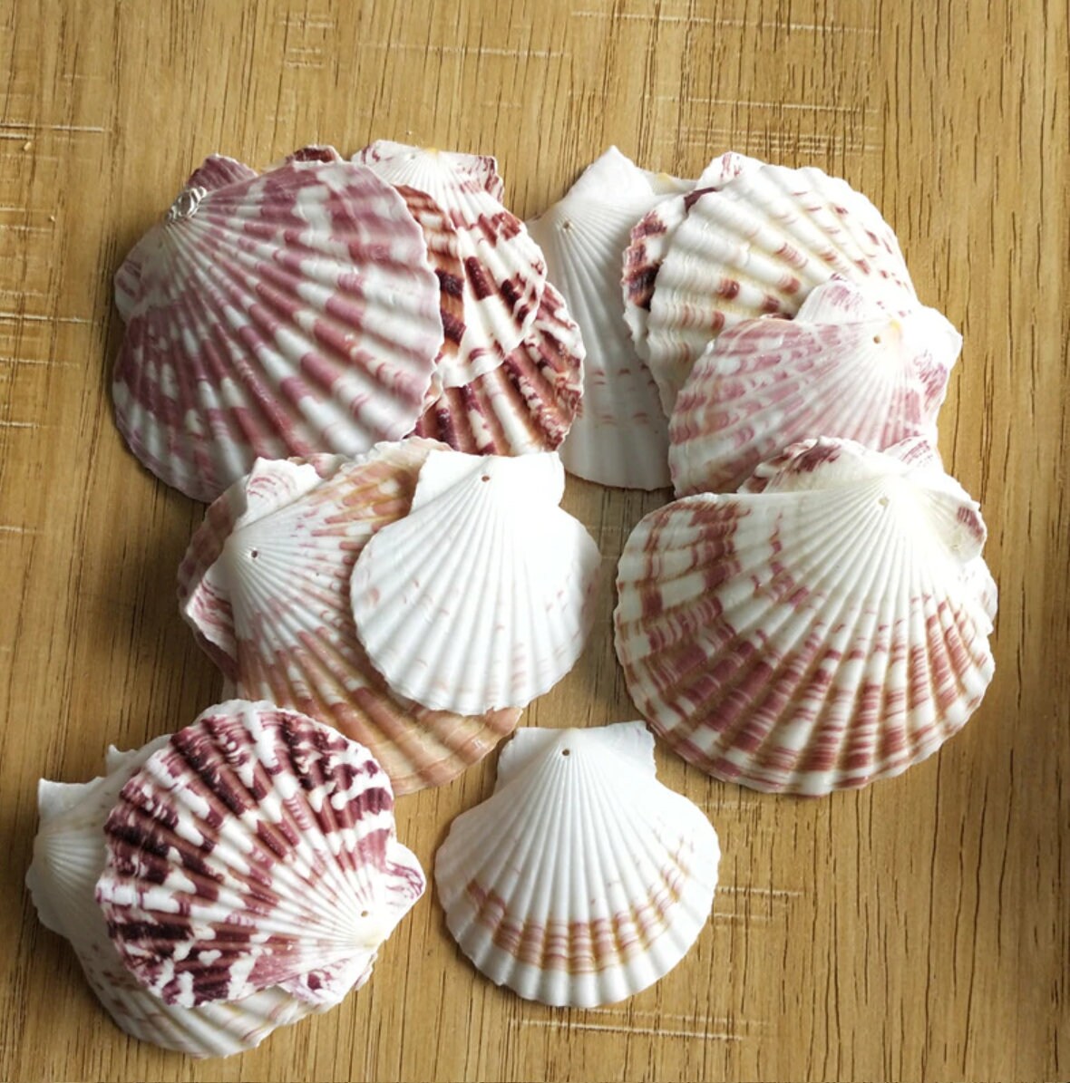 30pcs Natural Conch Sea Shell Natural Decor Seashells Home - Etsy