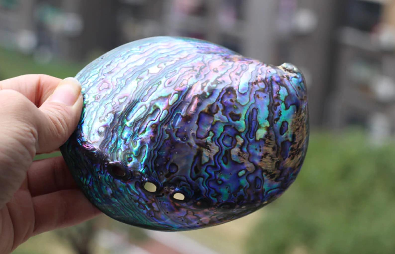 Rare LARGE Abalone Shell 12-13CM Shell Natural Shell Craft - Etsy
