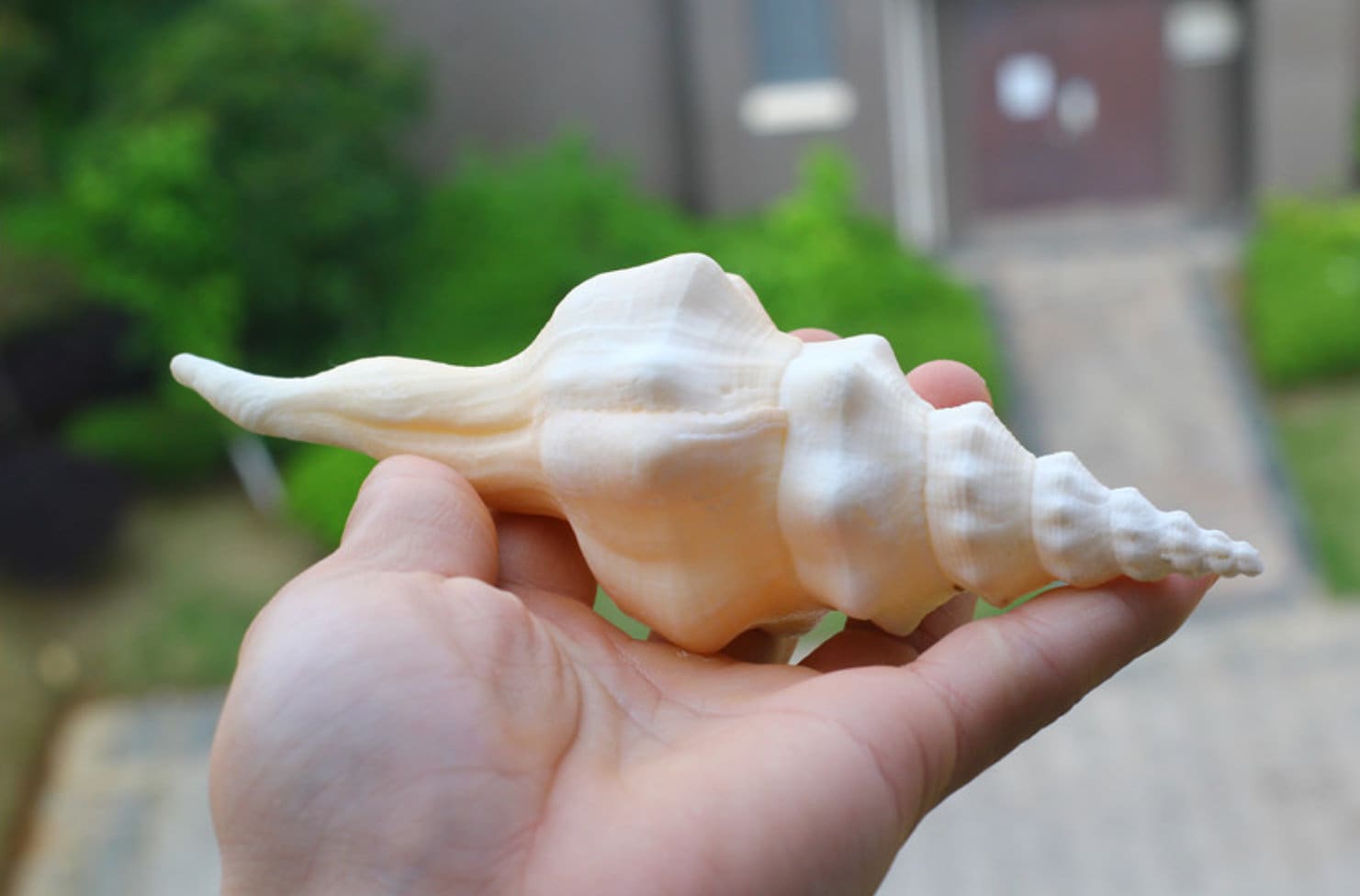 AAA LARGE Natural Conch Shells Long Snails Dafa Screw Secret - Etsy