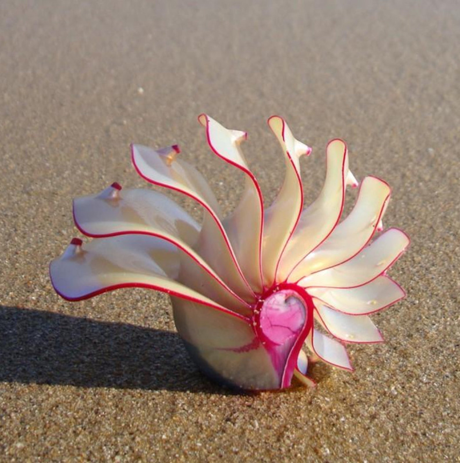 Rare Rose Nautilus Conch Shell: Natural Aquarium Decor - Etsy