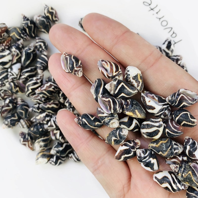 Zebra Shells - Etsy
