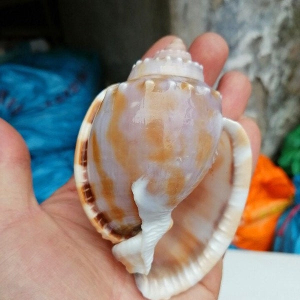 Rare Seashells - Etsy