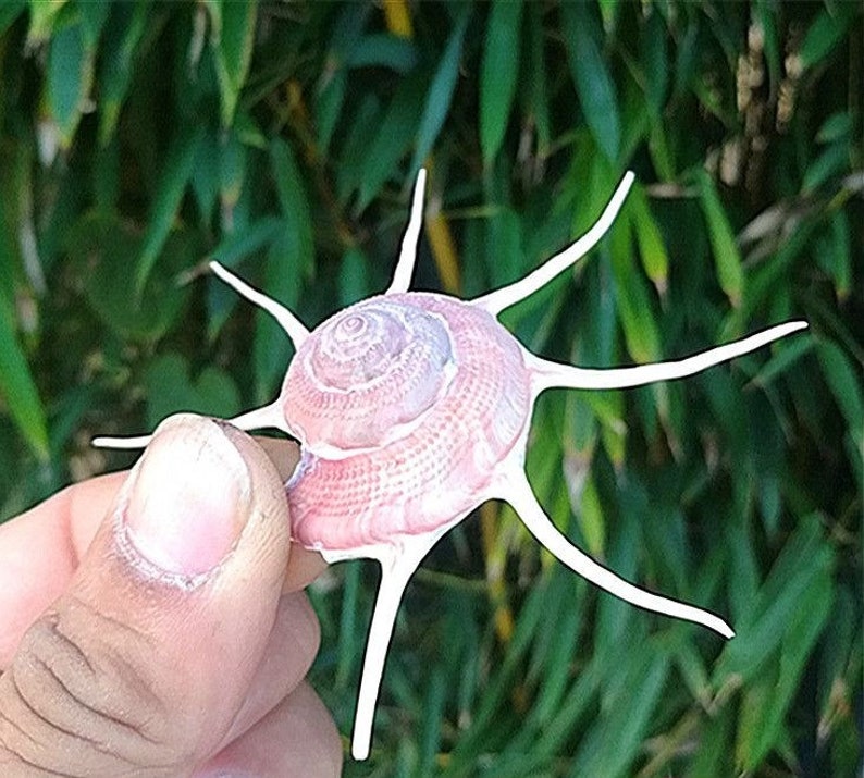 Rare Seastar 5-6 Cm Natural Conch Shell Snail Natural Conch | Etsy
