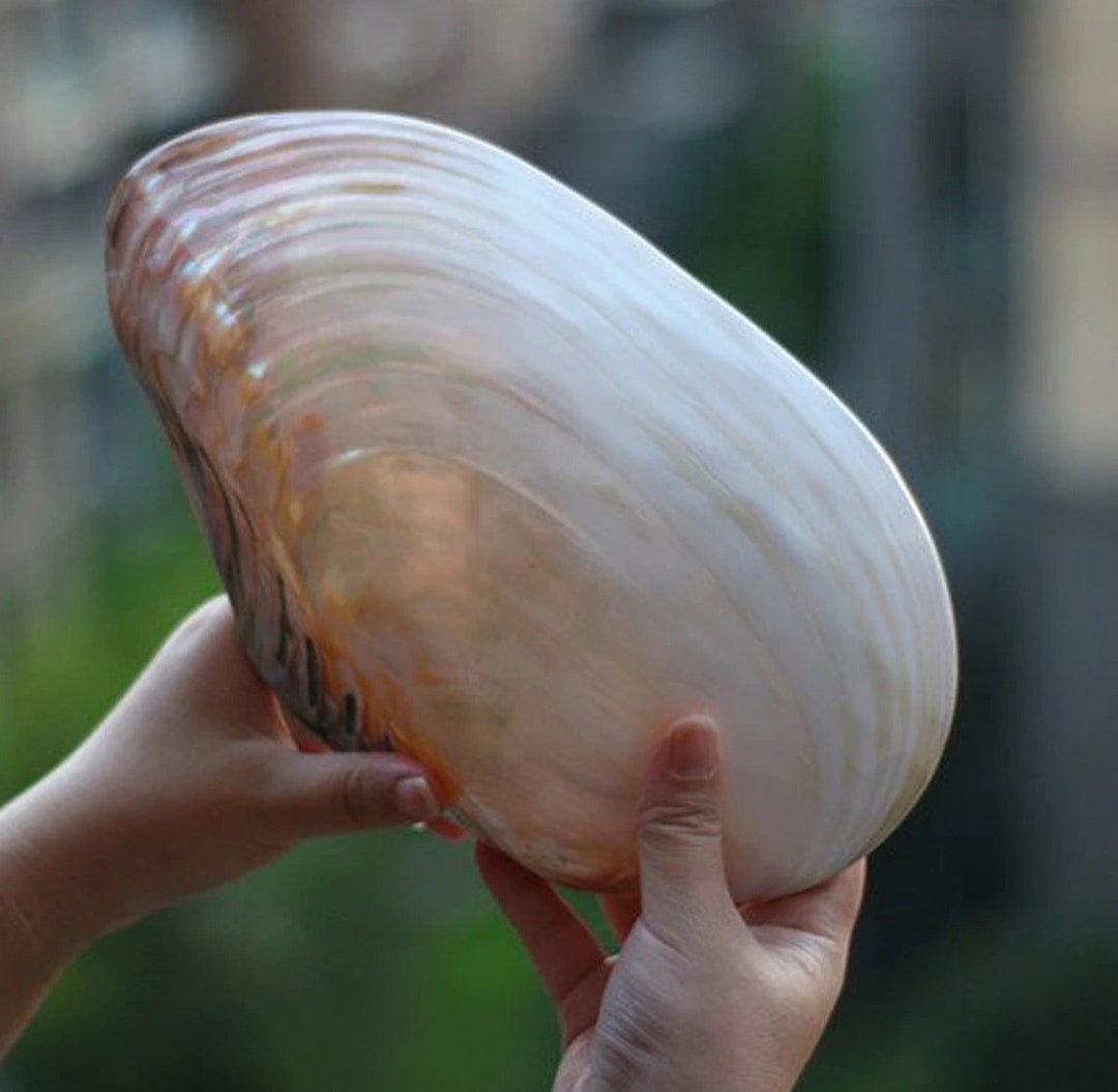22-26cm Large Natural Conch Shell Coral Pearl Mussel Clam Double-sided ...