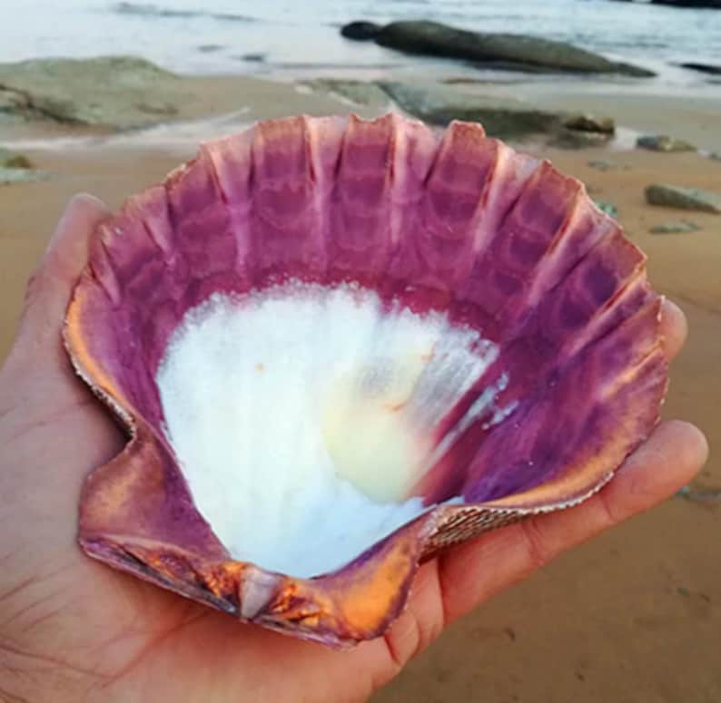 Rere Natural Conch Sea Shell Natural Decor Seashells Home | Etsy