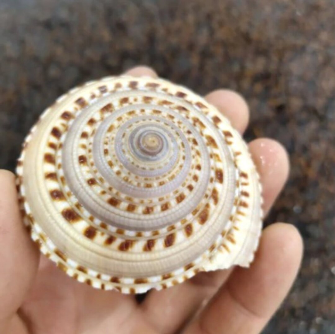 3-7cm LARGE Natural Conch Shells Conch Fish Tank Aquarium - Etsy