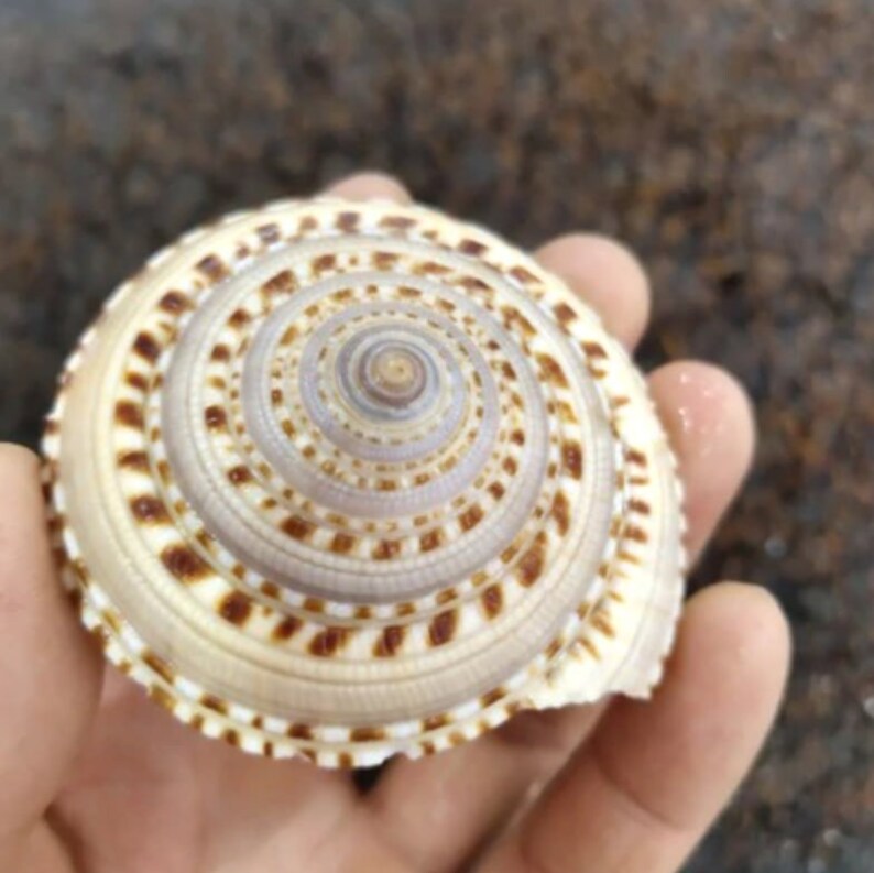 Large Natural Conch Shell: Aquarium & Home Decor (3-7cm) - Etsy