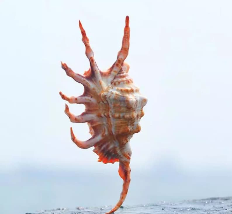 Rare Natural Conch Shell (10-12cm): Coastal Home Decor - Etsy