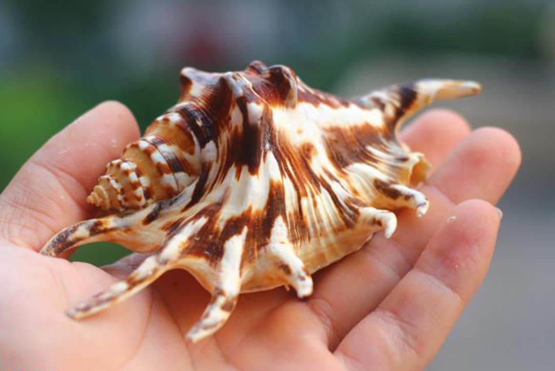 Extremely Rare 14-16cm Natural Large Conch Shells, Floor Decorations ...