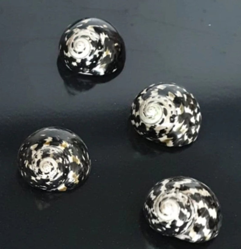 5x6cm Nautical African Black Gold Shell Conch Fossil Specimen - Etsy