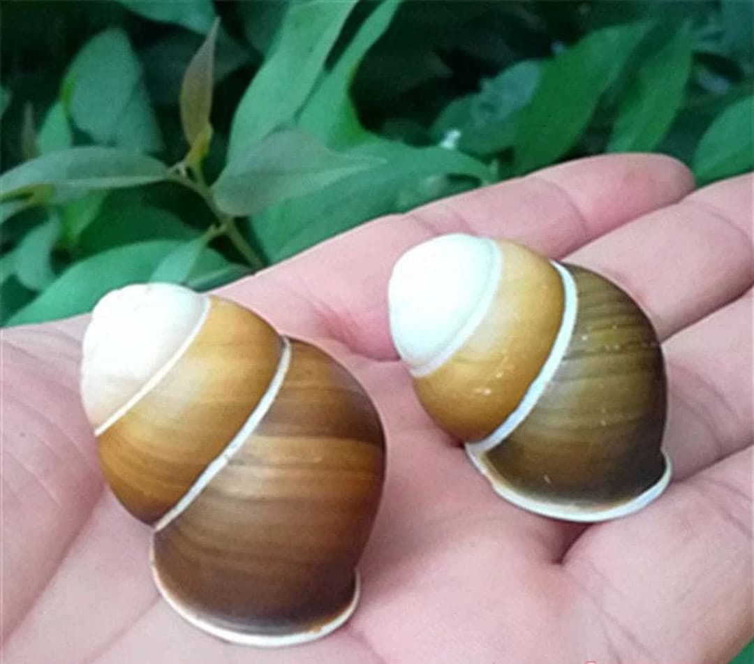 5 Stück Sea Snail natürliche Conch Fish Tank Aquarium Dekoration 3-4cm ...