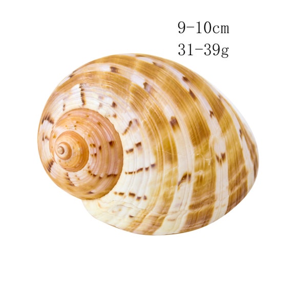 Squidward House For Fish Tank Natural Conch Shell Decoration For ...