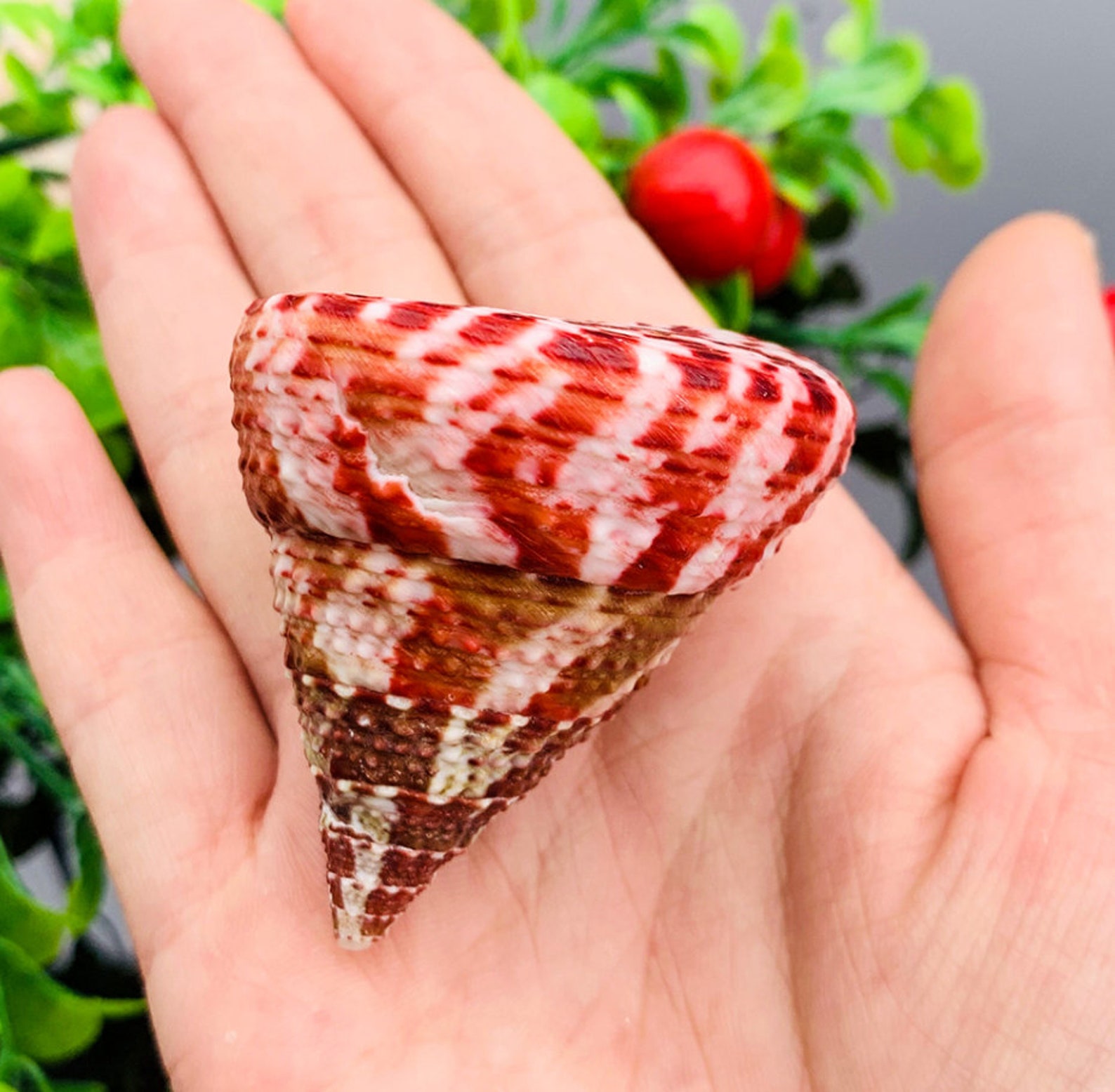 5.5cm LARGE Natural Red Tower Snail Coral Sea Coral Tree - Etsy Norway