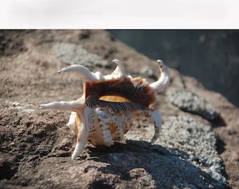 Rare 12-15 Cm Natural Large Conch Shells Natural Water Conch | Etsy