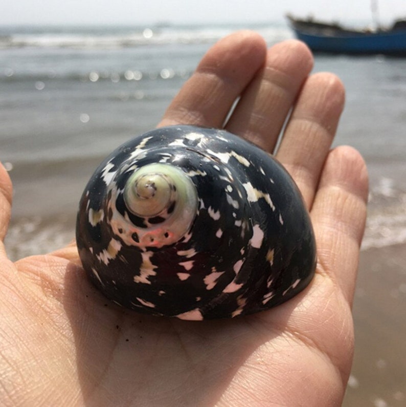 5x6cm Nautical African Black Gold Shell Conch Fossil Specimen - Etsy