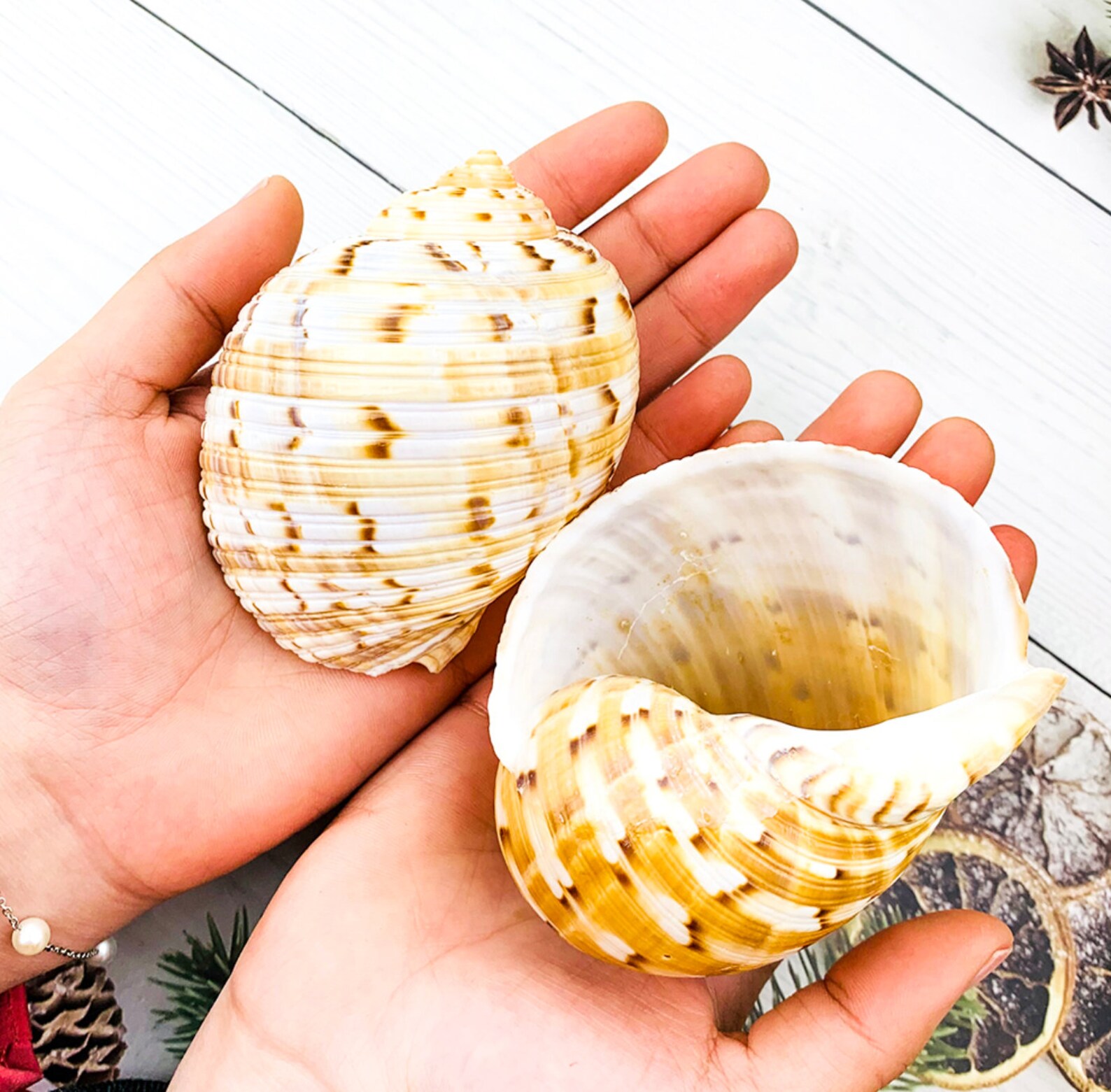 8-10cm LARGE Turban Natural Shell Shell & Conch Fish Tank - Etsy