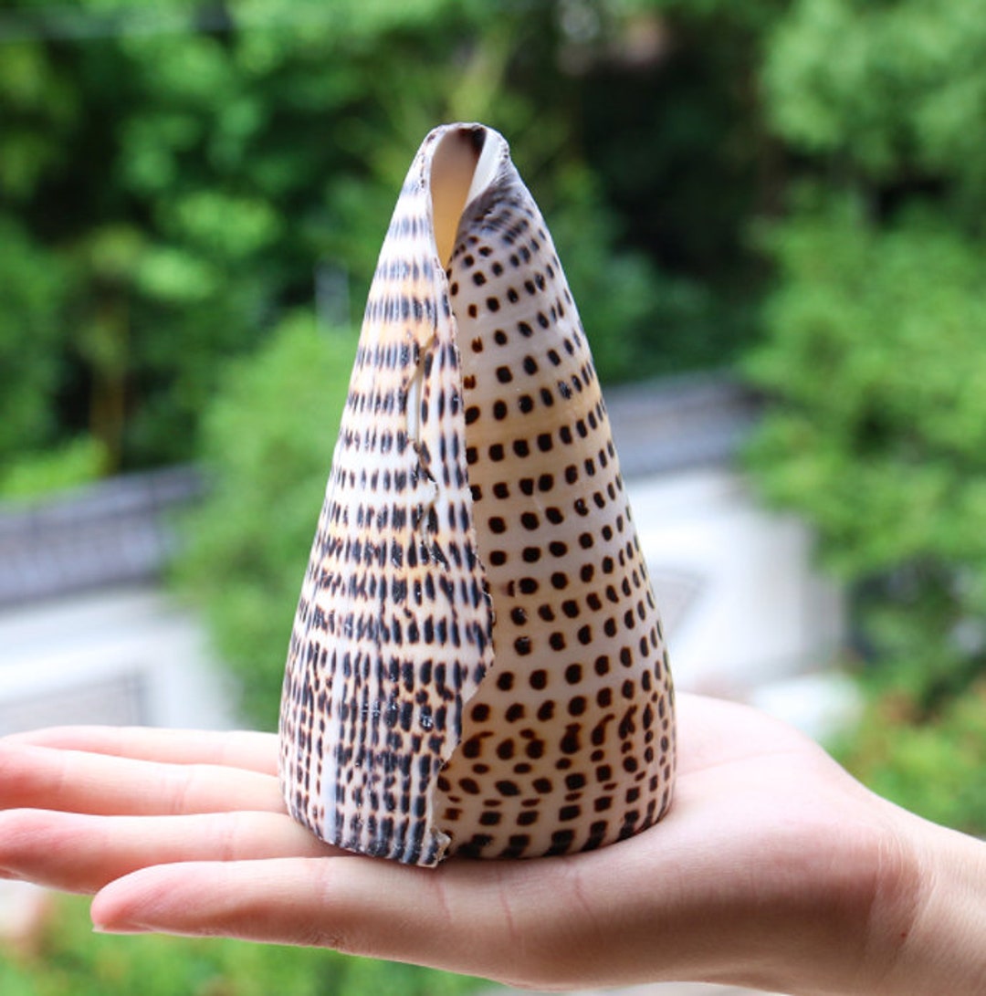 RARE LARGE 10-12cm Natural Craft Conch Shell, Corn Conch Sea Shell ...