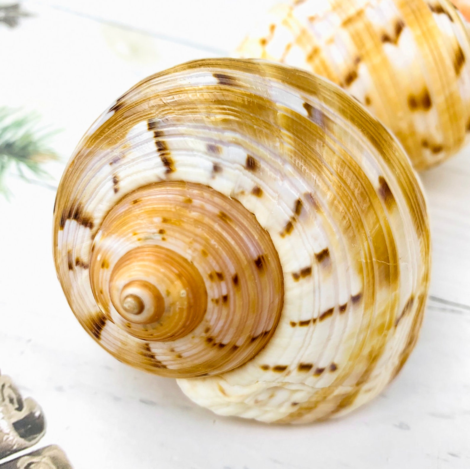 8-10cm LARGE Turban Natural Shell Shell & Conch Fish Tank - Etsy