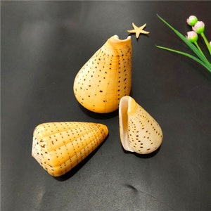 Rear Natural Corn Conch Yellow Big Shells | Natural Conch Shell Fish ...