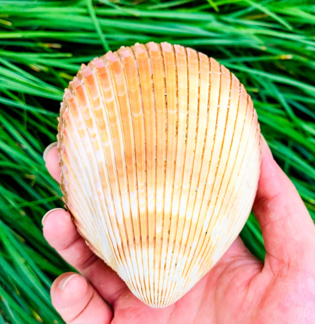 Large Bird Tail Clam Shell, Natural Seashell Specimen 2.75-4.72 Inch - Etsy