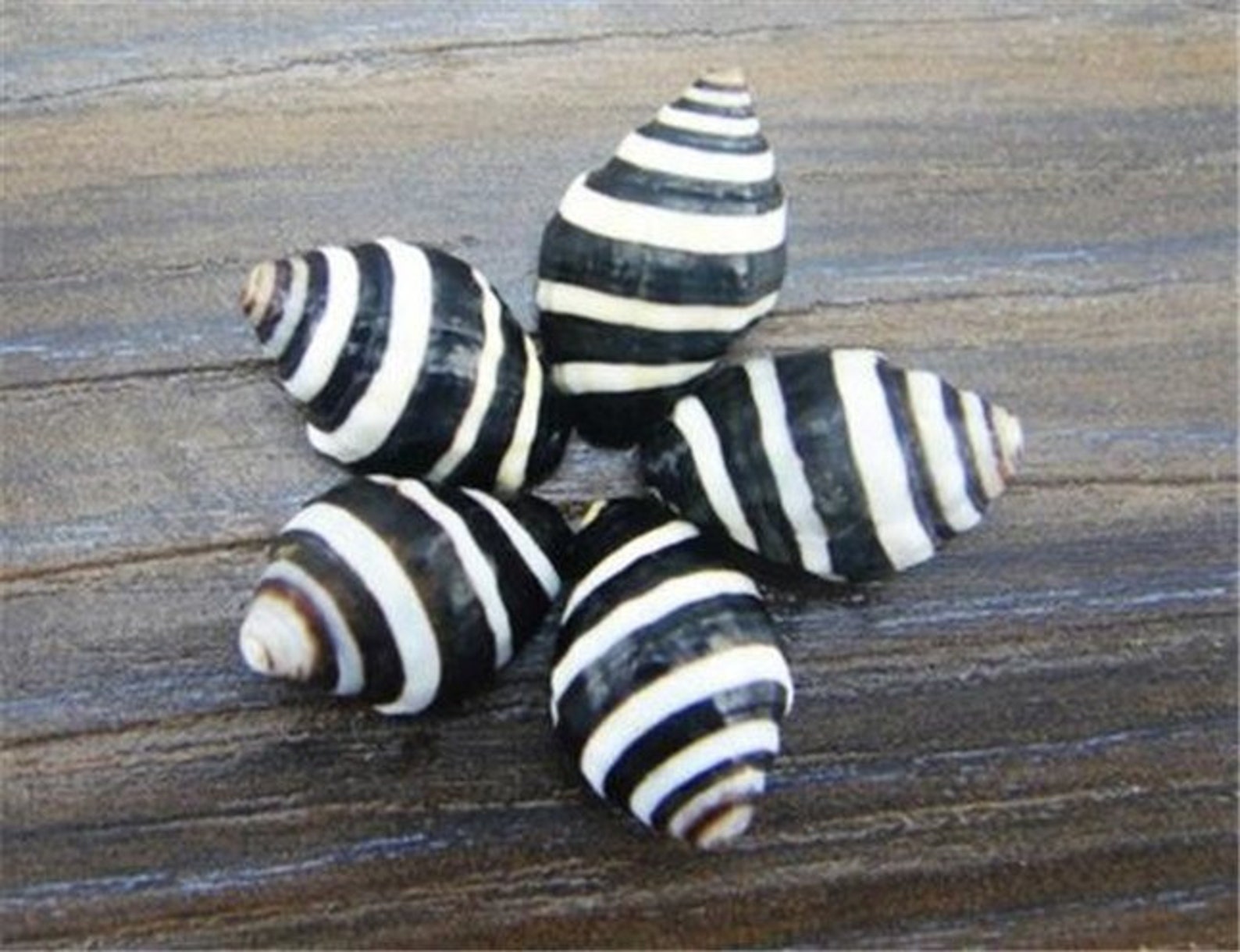 12pcs/lot Zebra Stripes Sea Conch Natural Crafts sea shells | Etsy
