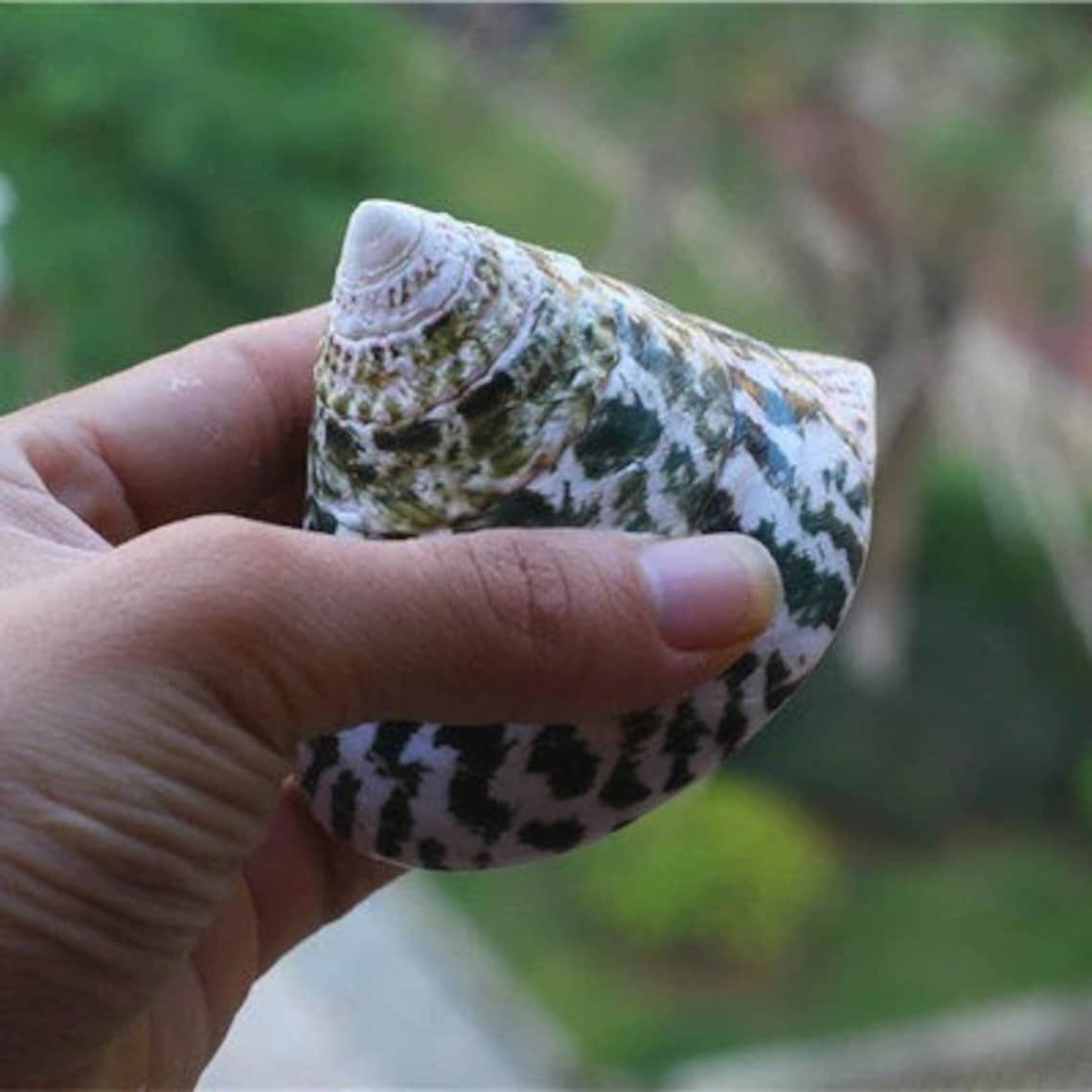 Rare Natural Green Bell Conch Craft Shell Large Conch Shell - Etsy