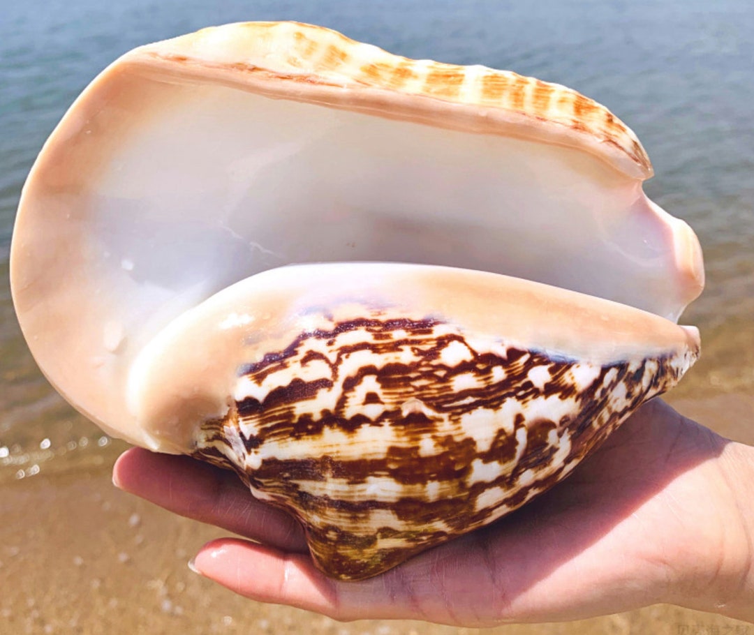 Rere Marine Sea Decor, Large Buddha Conch 1122 Cm Shell Big Ear Snail ...