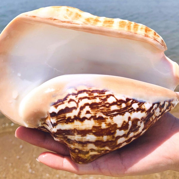 Sea Shell Crafts - Etsy