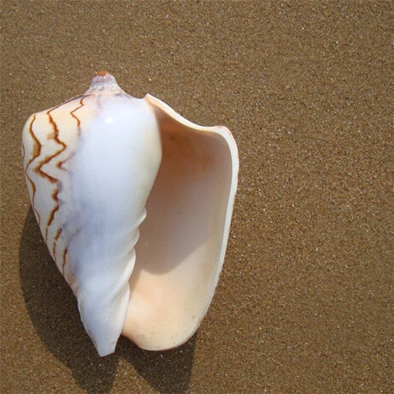 Large Cymbiola Nobilis Seashell: Natural Conch Shell Home Decor (15 ...