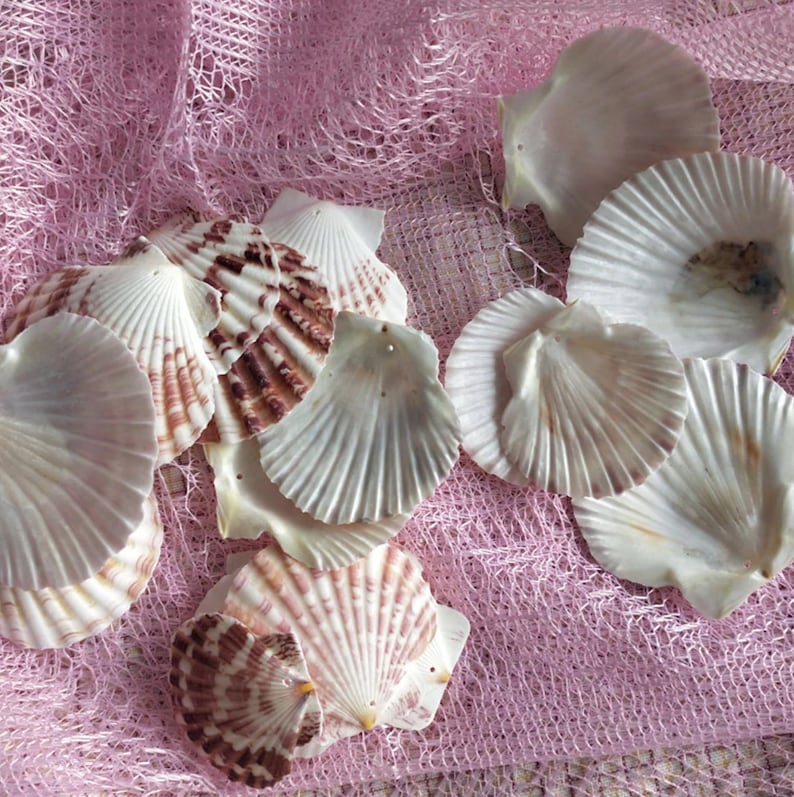 30pcs Natural Conch Sea Shell Natural Decor Seashells home | Etsy