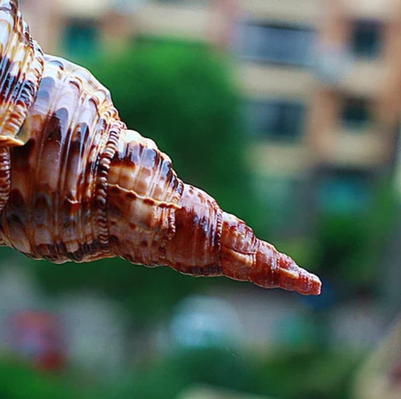 Marine Sea Decor 19-42cm Trumpet Triton Giant Conch Natural | Etsy