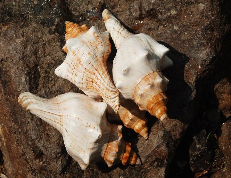 Rare Large Natural Conch Shofar Snail Seashell Conch Natural | Etsy