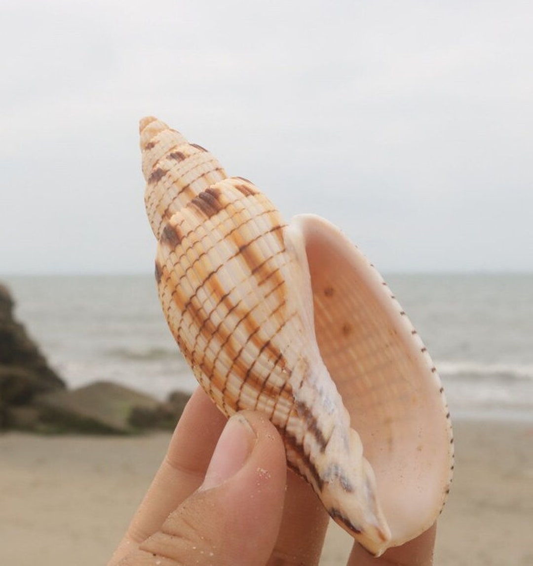 8-10cm LARGE Natural Conch Shell, Rare Collection Specimen Snail, Large ...